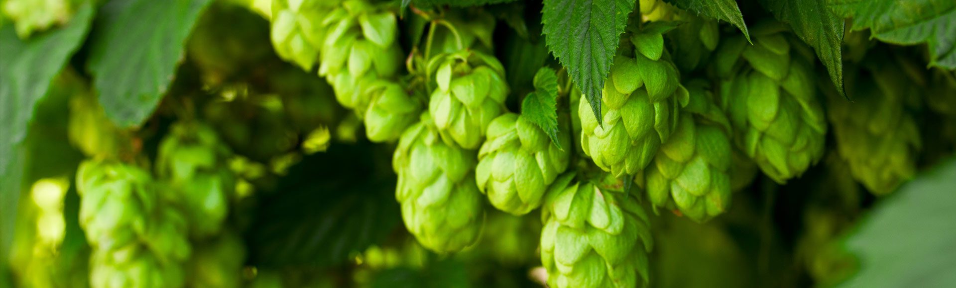Hops of first-class quality out of the Hallertau. Hops Pellets and more