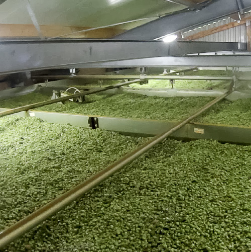 Hops quality - green products hops