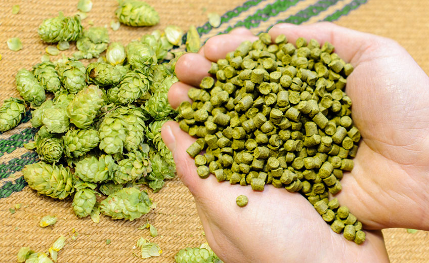 Hops of first-class quality out of the Hallertau. Hops Pellets and more