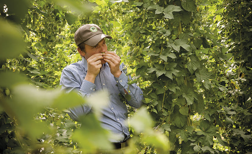 Hops quality - green products hops